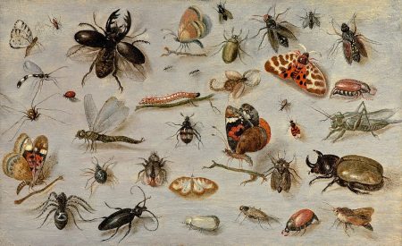 Are Spiders Insects? Let's See the Phenomena