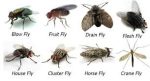 Types of Flying Insects: A Closer Look at Their Incredible Diversity
