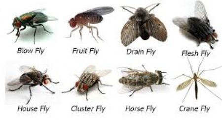 Types of Flying Insects: A Closer Look at Their Incredible Diversity