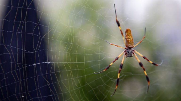 Are Spiders Insects? Let's See the Phenomena