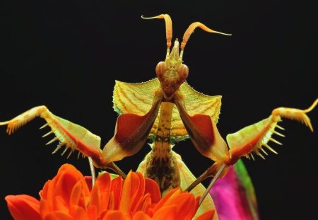 Are Insects Animals Yes or No? Unveiling Their True Biological Identity
