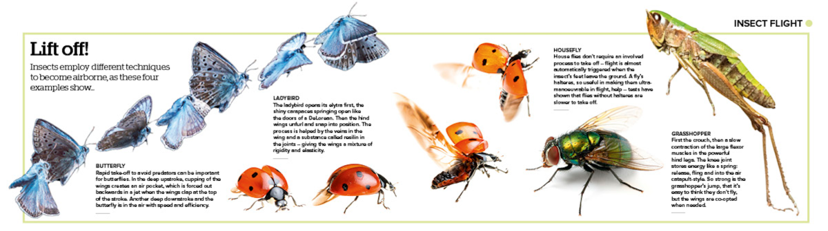 What Are Flying Insects? An In-Depth Look