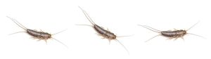 Exploring the Intricate Life of the Book Worm Insect
