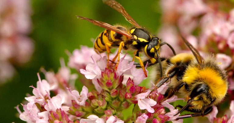 The Pollination Power of Wasps: Do Wasps Pollinate?