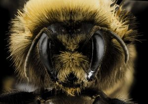 Bumblebee Insect | Description, Species, Life Cycle, & Facts