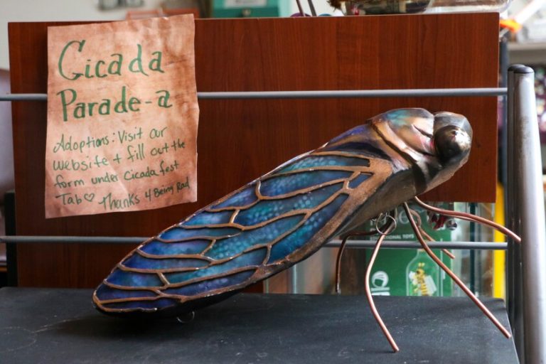The Intricate World of the Insect Asylum
