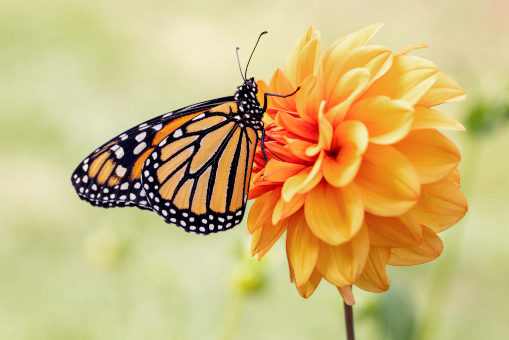 The Beauty of Butterfly Symbolism Through Cultures